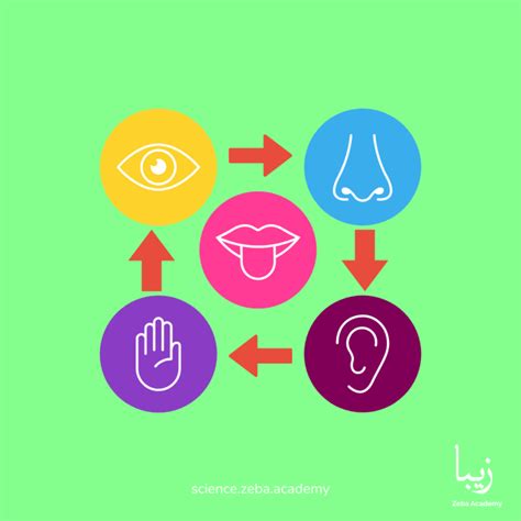Super Senses Exploring The Wonders Of Human Perception Science By Zeba Academy