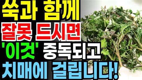쑥은 절대로 이렇게 먹지마세요 암과 같은 독이 될 수도 있습니다 염증 사라지는 약재로 좋은 최고의 방법 Youtube