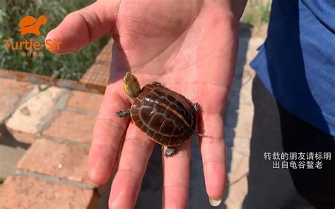 黄缘龟饲养的垫材用什么土好不用土可以吗 龟谷鳖老 哔哩哔哩 bilibili