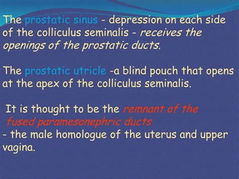 Surgical Anatomy Of Prostate PPTX