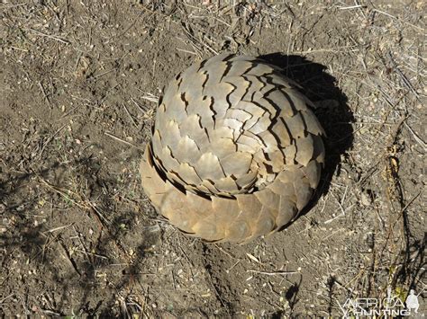 Pangolin All Rolled Up