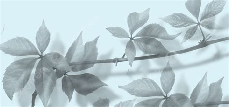 검은 색으로 식물 그림자 배경 벽 요약 자연 배경 일러스트 및 사진 무료 다운로드 Pngtree