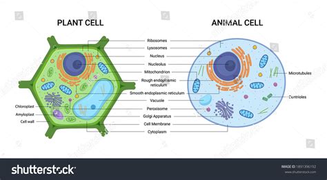 Plant Cell And Animal Cell Structure And Function