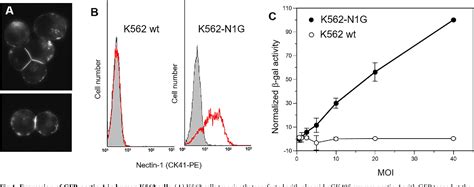 Figure 1 From Interaction Between Nectin 1 And The Human Natural Killer Cell Receptor Cd96