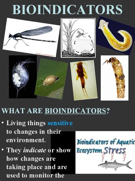 Bioindicator Download Free Pdf Aquatic Ecosystem Invertebrate