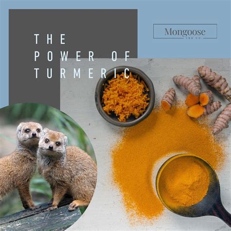 Unlocking The Power Of Nature With Mongoose Cbd Cindy Cevallos