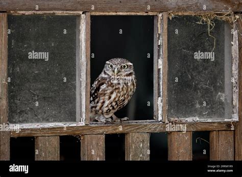 Little Owl Wildlife In The Uk A Little Owl Looking At The Camera