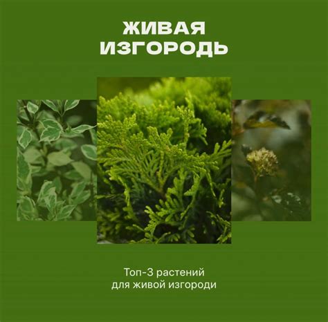 Топ 3 растений для живой изгороди