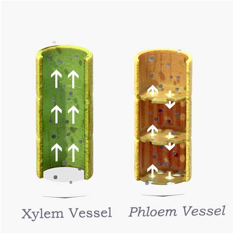 Vascular Tissue System In Plants 3d Model