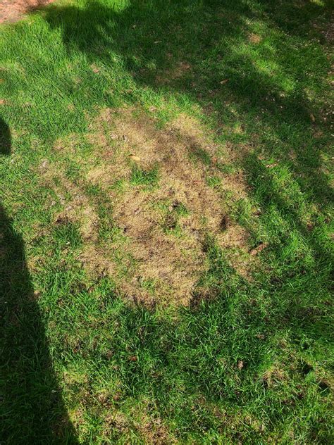 I Think This Is Ringworm Based Off Some Of The Dead Patches Ide Seen