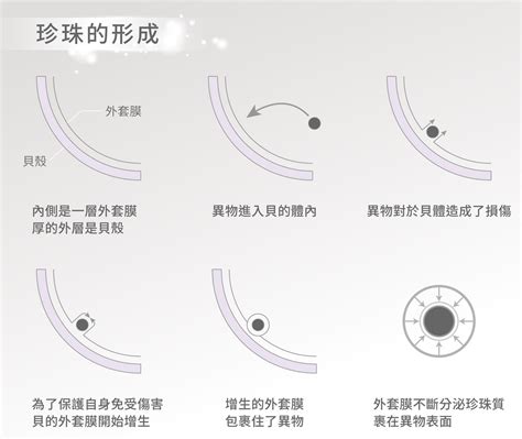 天然的美白牙齒秘密 珍珠粉 刷樂 Shallop
