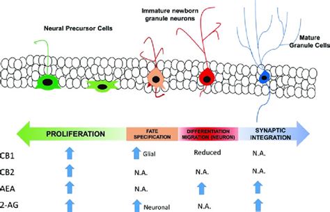 3 Complex Modulation Of The Endocannabinoid System During The Process