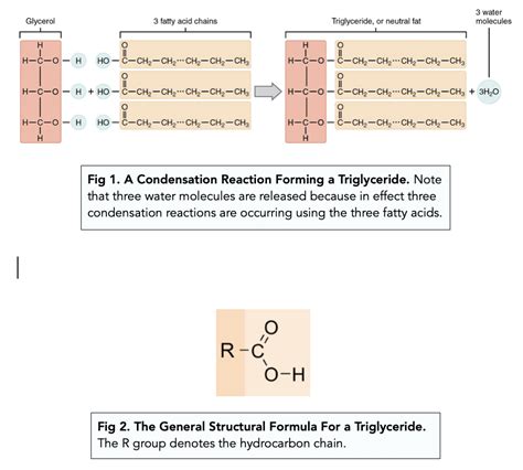 Triacylglycerol Ester Bond