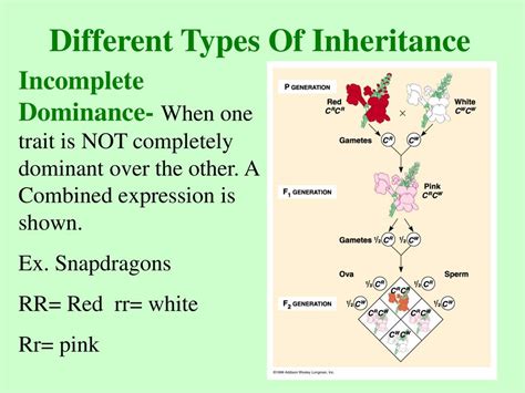 Genetics And Heredity December 16th17th Ppt Download