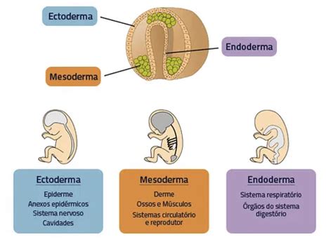 Mutações Pré E Pós Gastrulação E Alterações Do Neurodesenvolvimento — Andreia Torres
