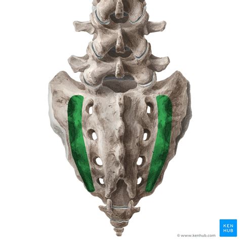 Lateral Sacral Crest