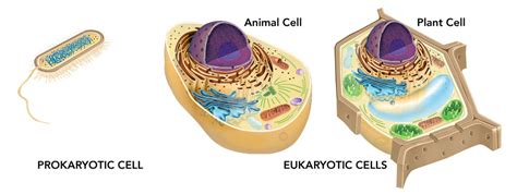 Biology Chapter Cell Structure And Function Cell Diagrams Diagram Quizlet