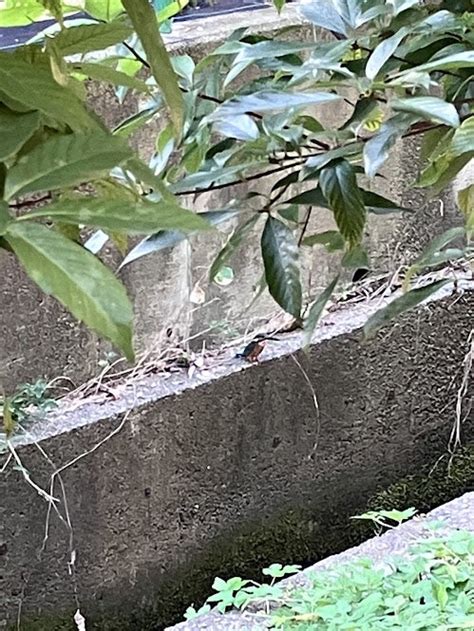 カワセミ 絆の写真館 Ⅴ