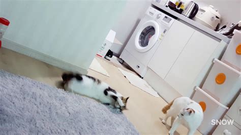 암컷 고양이 교배 임신 Youtube