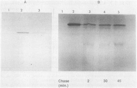 Examination Of The Exposure Of Toxin A To The Extracellular Surface Of Download Scientific