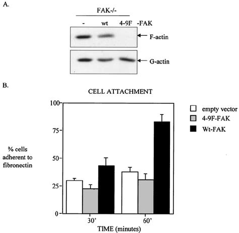 4 9f Fak Disrupts The Normal F Acting Actin Ratio And Fails To Rescue