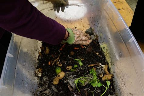 Classroom Composting Growing Minds