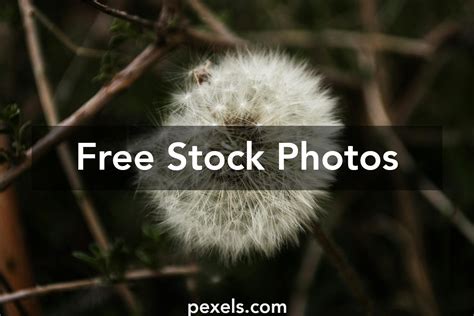 Flower Weeding Background Photos Download The Best Free Flower Weeding