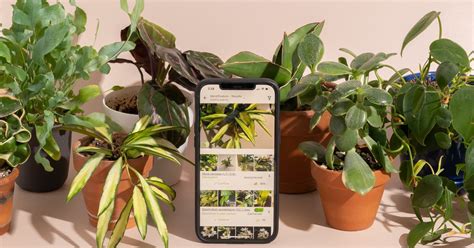 The 2 Best Plant Identification Apps Reviews By Wirecutter