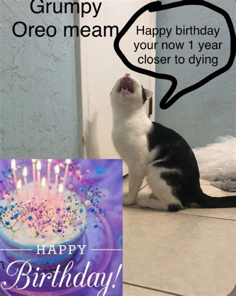Grumpy Oreo Meme Memes Grumpy Birthday