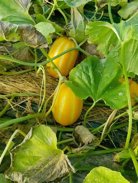 Korean Sweet Melon 1 Piece Umall Australias Largest Online Asian