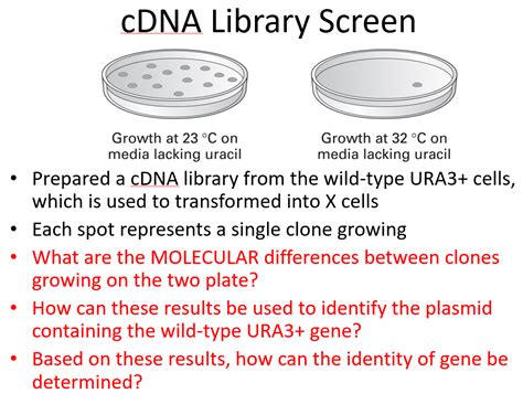 Cdna Library