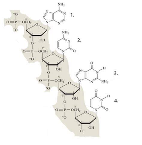 Solved A Identify The Nucleotides Shown As Part Of This Chegg