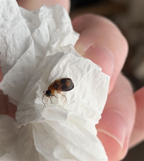 Roach Or Beetle R Whatsthisbug