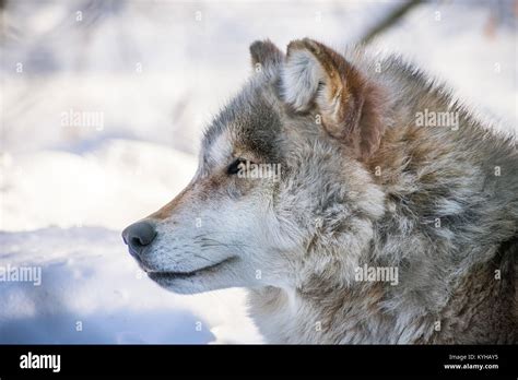 Unlocking The Mystique Of Wolf Side View A Comprehensive Guide