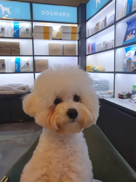 미니비숑프리제 망고 털안빠지는말티즈 털안빠지는말티푸 털안빠지는푸들 털안빠지는먼치킨 털안빠지는랙돌 털안빠지는브리티쉬숏헤어 털안빠지는스코티쉬폴드 털안빠지는러시안블루 털안빠지는