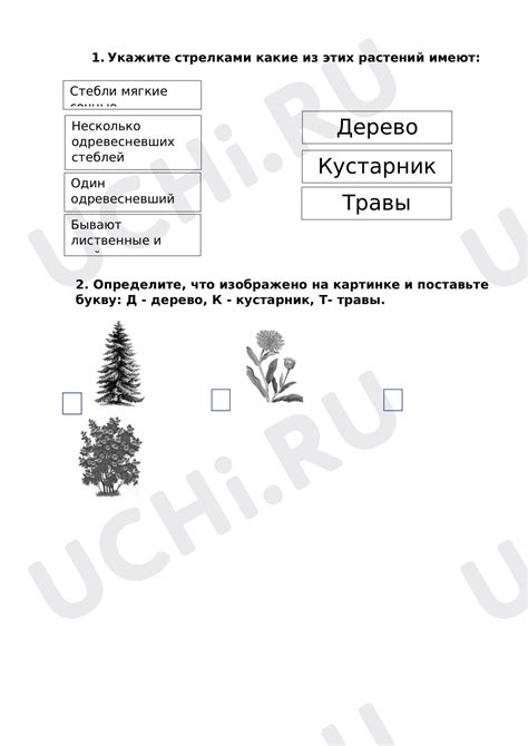 📒 Рабочий лист №13 по теме “Рабочие листы по окружающему миру Виды растений ” для 2 класса Учи ру