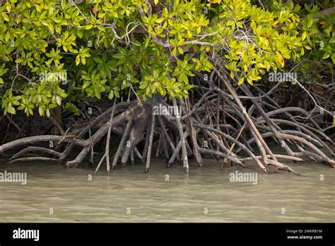 Meaning Of Mangrove Tree At Aidan Charleston Blog