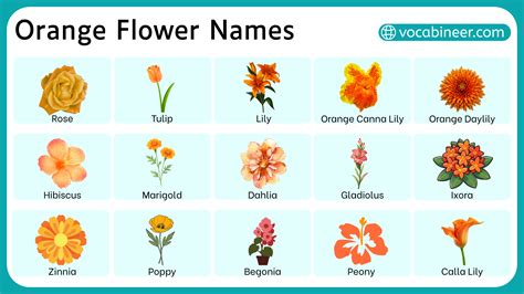 Types Of Orange Flowers With Pictures And Names
