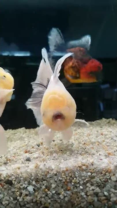 로즈테일 오란다 Youtube