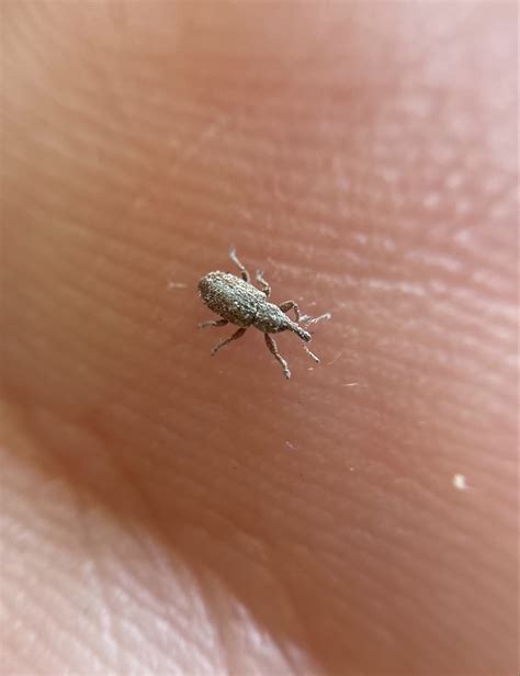Teeny Tiny Weevil R Weeviltime