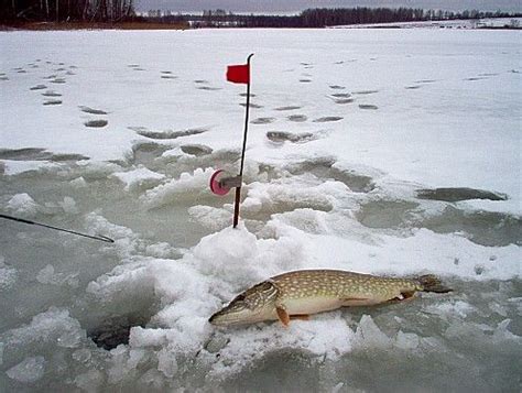 Ловля на зимние жерлицы
