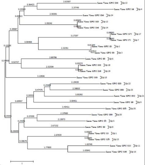 The Second Draft Of The Phylogenetic Tree Shown With A Rectangular