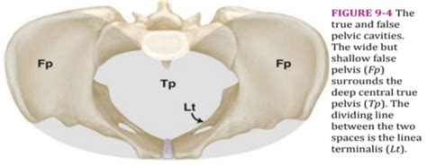 Chapter Flashcards Quizlet