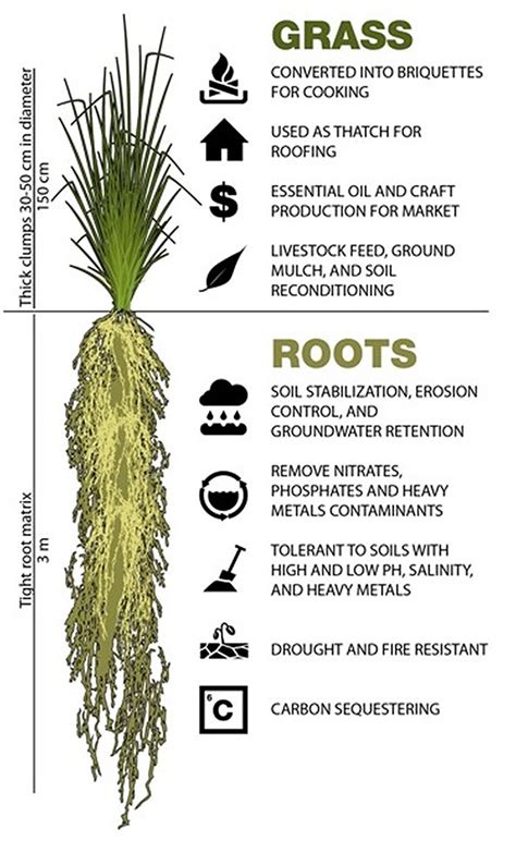 What Is Vetiver Grass The Vetiver Network West Indies
