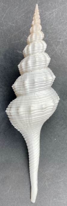 Fusinus Salisburyi 3113772