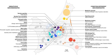 Phase Separation — The Animation Lab