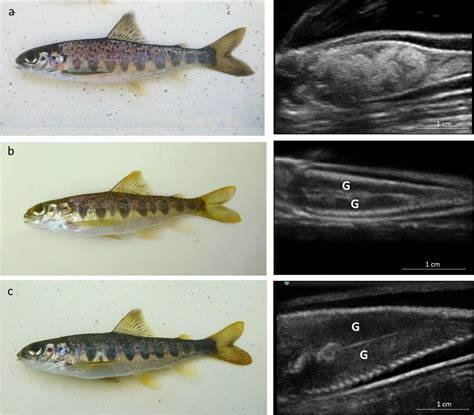Immature Salmon