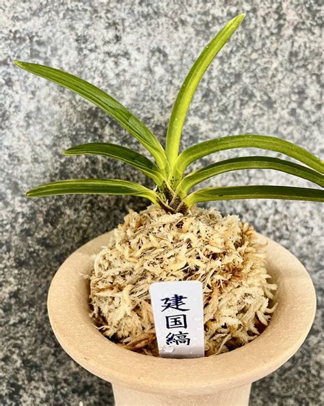 目立った傷や汚れなし富貴蘭建国縞伝統園芸 東洋蘭 斑入り山野草 春蘭富貴蘭をたのしんでの落札情報詳細 ヤフオク落札価格検索