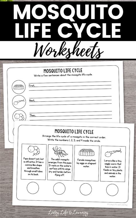 Life Cycle Of A Mosquito Worksheet Mosquito Life Cycle Article