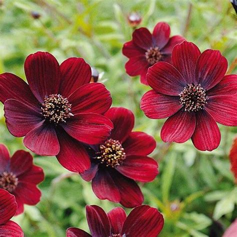 Cosmos Chocolate Hello Hello Plants